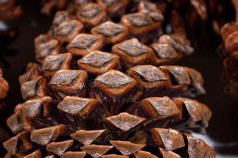 Biological Example Of Fibonacci Spirals Seen At A Pine Cone Stock Image