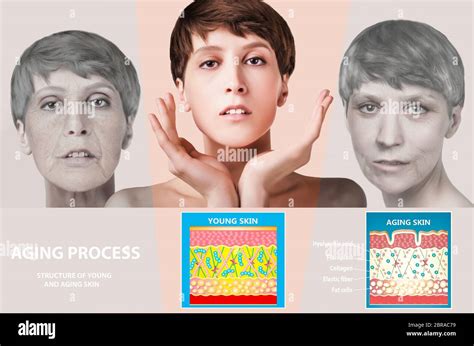 The Younger Skin And Aging Skin Elastin And Collagen A Diagram Of Young And Old Face Showing