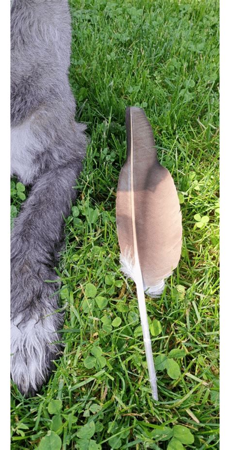Feather Identification R Birdwatching