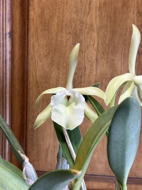 Some Early Spring Bloomers Rorchids