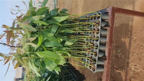 Eucalyptus Clone Plants At ₹ 16 Plant Eucalyptus Clone Plants In Phagwara Id 2853869992088