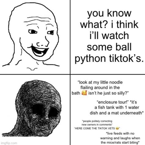 We Got A Retic From A Rescue And Were Promised He Was A Dwarf R Retics