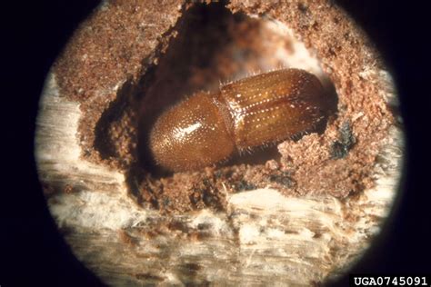 Small Southern Pine Engraver Ips Avulsus Eichhoff 1868