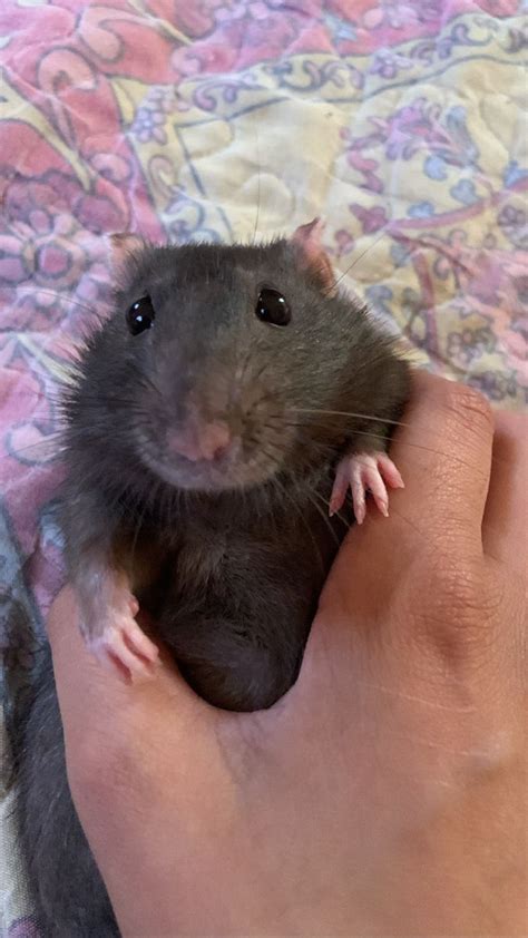 Beautiful Pet Rat Fancy Rats Dancing Cute Mouse Pet Aesthetic Rat