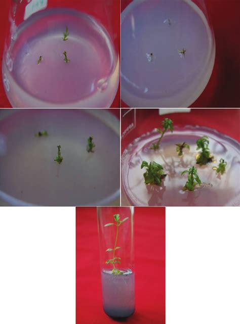 Genetic Transformation And Direct Regeneration Of Transgenic Plantlets