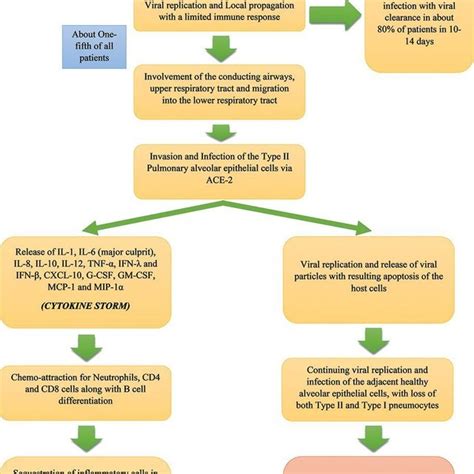 Pathophysiology Of Covid 19 Download Scientific Diagram