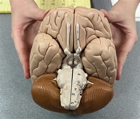 A P Lab 12 Cranial Nerves Diagram 1 Diagram Quizlet