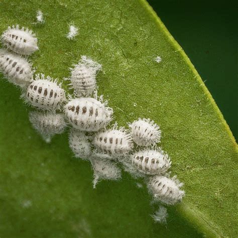 Get Rid Of Mealybugs Soiled India