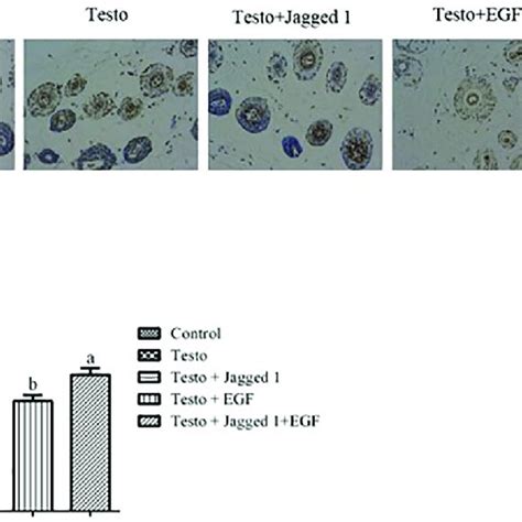 Influence Of Jagged1 Andor Egf On Apoptosis In Mouse Hair Follicle