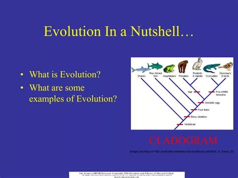 Ppt Evolution In A Nutshell Powerpoint Presentation Free Download