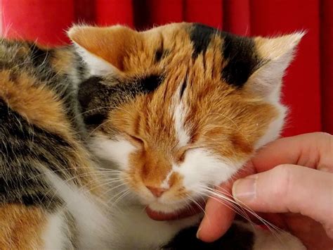 Warum Schnurren Katzen Einfach Erklärt