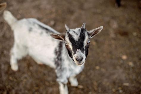Premium Photo Full Face Portrait Of White Goat