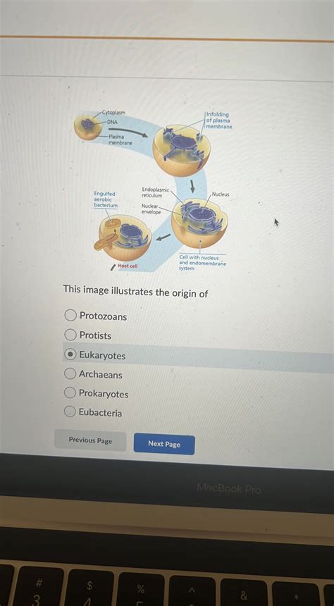 This Image Illustrates The Origin Of Protozoans Protists Eukaryotes