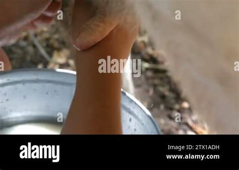 The Milkmaid Milks The Cow By Hand Female Hands Squeeze The Udder Of Cow In The Pasture Fresh