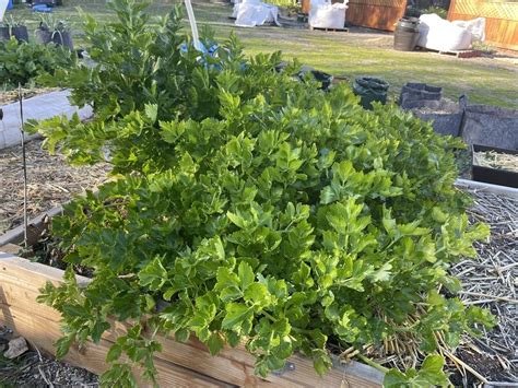 Celery Outer Stalks Were Stringy And Dry In The Center In The Ask A Question Forum