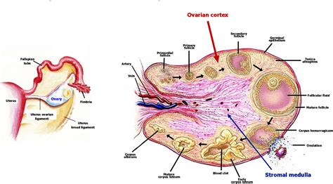 Figure 1 From Human Ovarian Cortex Biobanking A Fascinating Resource
