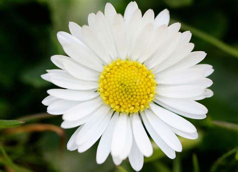 Flower Meanings That May Surprise You