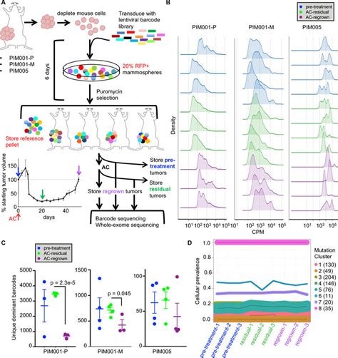 Residual Tumors Maintain The Clonal Architecture And Genomic Complexity Download Scientific