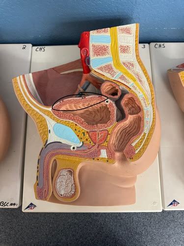 Reproductive System Laboratory Study Materials Key Terminology And Definitions Flashcards Quizlet