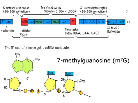 Rna Post Transcriptional Processing Ppt Download