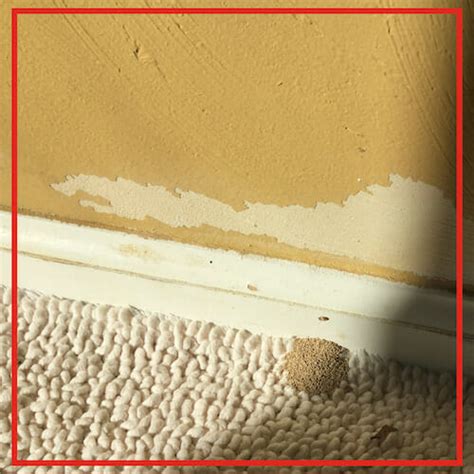 Things You Could Be Doing To Attract Termites Dodson Pest Control