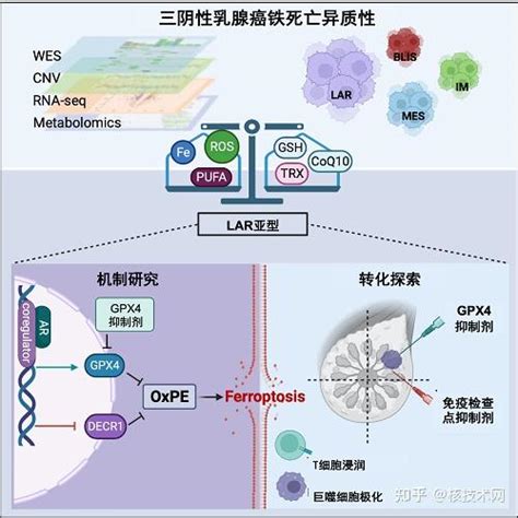 细胞“铁死亡”和三阴性乳腺癌有什么关系复旦肿瘤医院乳腺外科有了新发现 知乎