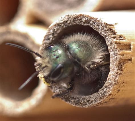 Native Mason Bee Condos And Nesting Habitat For Native Bees