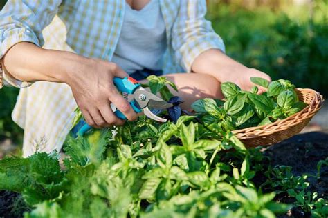 How To Dry Homegrown Basil Gardener S Path