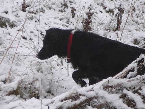 Linda Benson First Snow