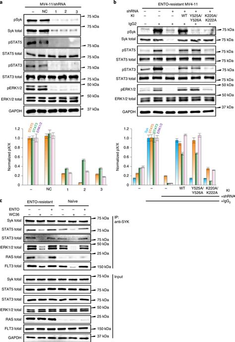 Signaling Function Of Syk In Entospletinib Resistant Mv4 11 Cells