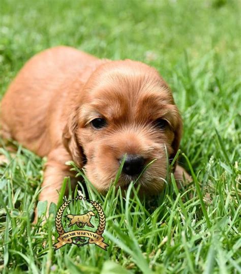 Cocker Premium Kennel Perú
