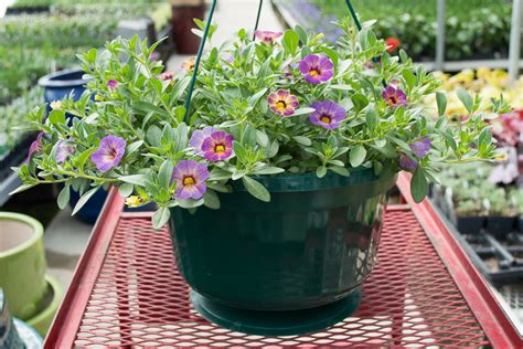Calibrachoa – Chameleon Blueberry Scone – Medary Acres