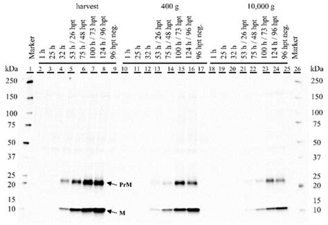 Viruses Special Issue Virus Like Particle Vaccines 2023