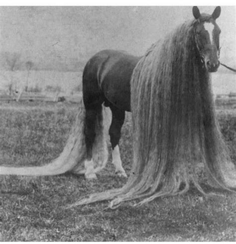 Rare Horse With Long Hair