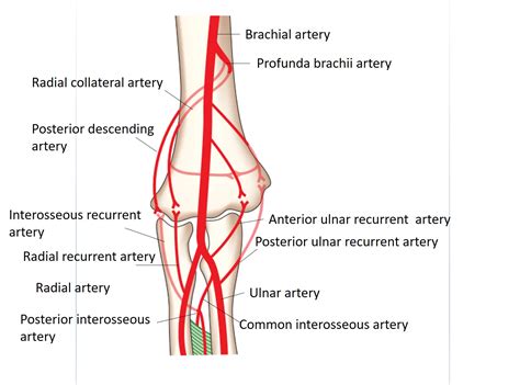Arm Anterior And Posterior Compartments Anatomy Qa