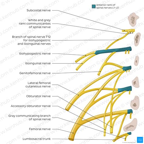 Lumbar Plexus