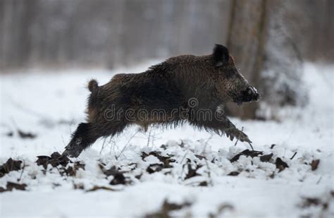 Wild Boar Running On Snow In Forest Stock Image Image Of Mammal Park