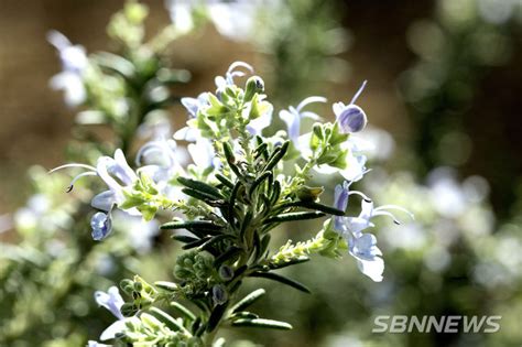 【포토】일제히 개화한 국립생태원의 로즈마리잎수