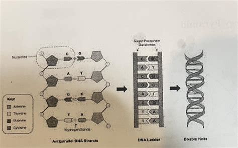 Nitrogen Bases