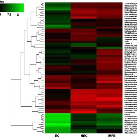 Hierarchical Clustering Of Differentially Expressed Proteins The Heat