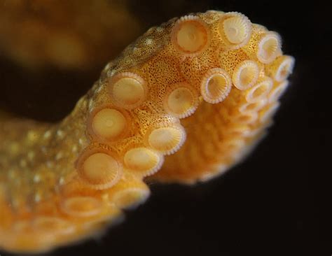 تغییر رنگ به‌قصد استتار، تصمیمی نفس‌گیر برای اختاپوس‌ها خبرآنلاین