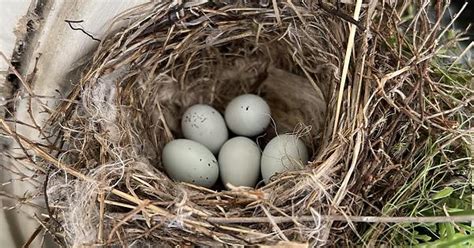 5 House Finch Eggs Album On Imgur