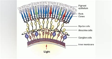 New Human Research Defines Human Visual Processing Vision Systems Design