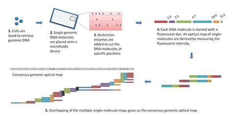 Slides Deeper Look Into Genome Assembly Algorithms Deeper Look Into