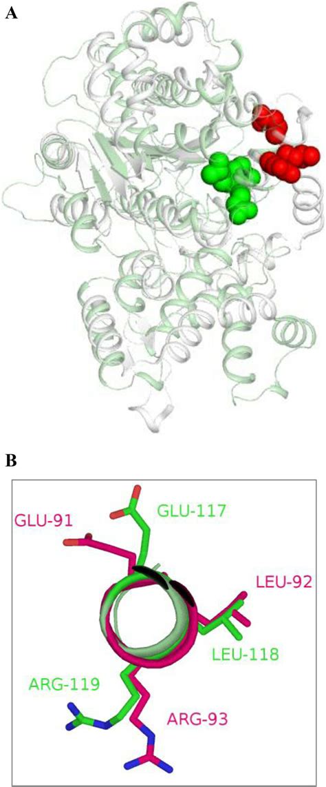 Superimposition For Crystal Structures Of Human Tyrrs White Pdbid
