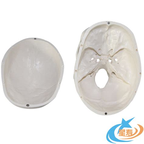 生产批发1：1人体头骨模型 骷髅头模型彩色头骨模型头颅骨解剖 阿里巴巴