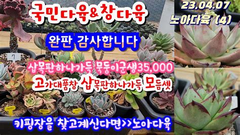 완판노아다육4창모듬셋국민이모듬셋삽목판가득 3500095000득템하세요 Youtube