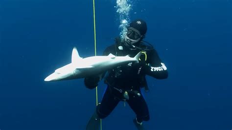 Day 21 Sharks Go Into A Trance Like State Called Tonic Immobility If Theyre Flipped Upside