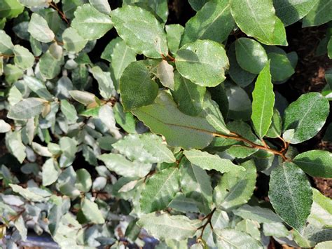 Elaeagnus Ebbingei Elaeagnus Ebbingei Hedging Cork Barrys Nurseries