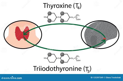 Scheme Of Thyroid Function Structural Chemical Formulas Of Thyroid